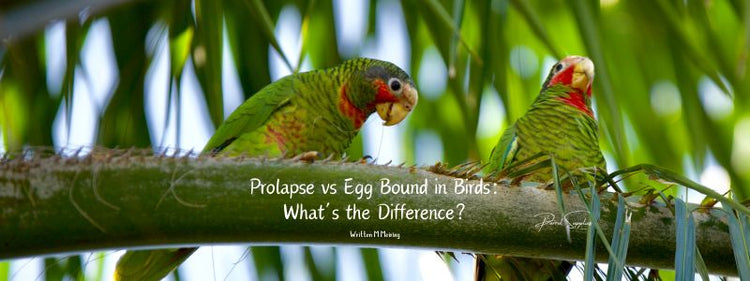 Prolapse vs Egg Bound in Birds: What’s the Difference? – Parrot Supplies Co