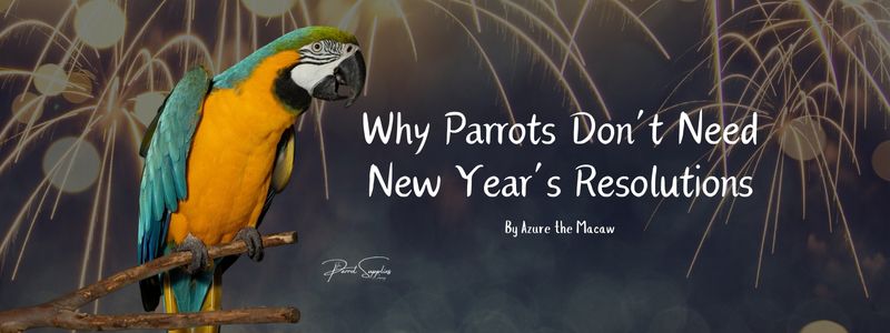 Why Parrots Don’t Need New Year’s Resolutions – Parrot Supplies Co